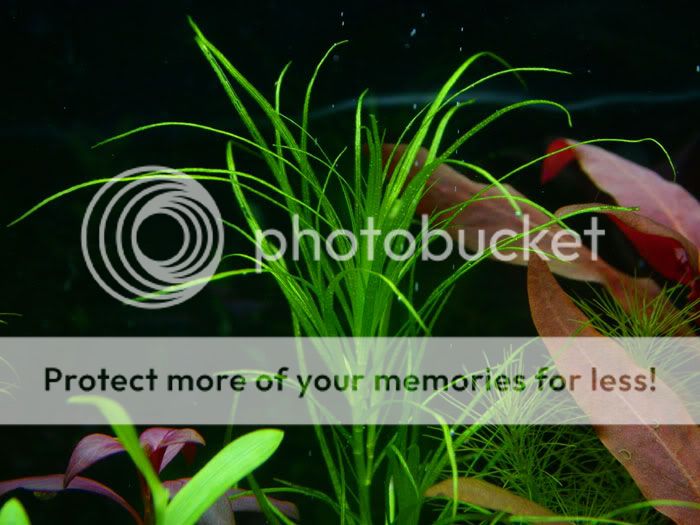 Blyxa SP from VietNam. | The Planted Tank Forum