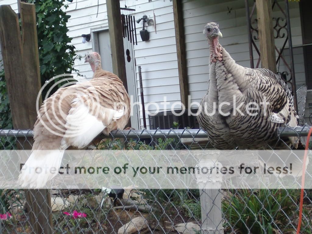 We've decided on Jersey Buff Turkeys! New Pics pg6 | Page 6 | BackYard ...
