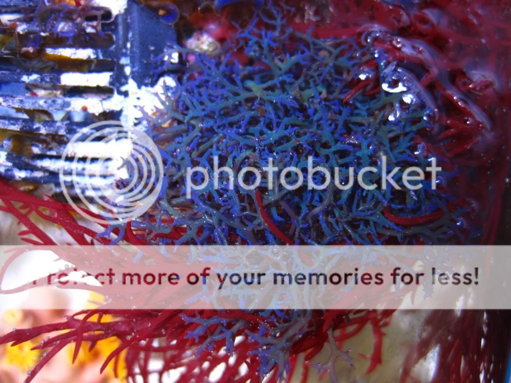 SPS LPS zoas mushrooms and NICE Display Macroalgae | Reef2Reef