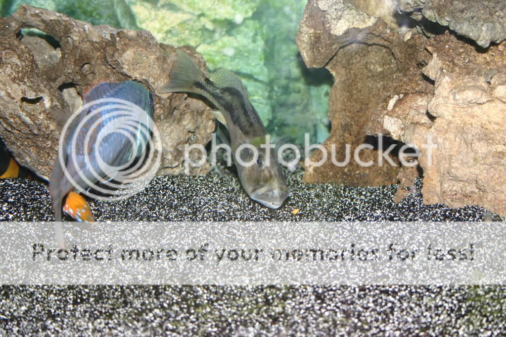 eco-complete cichlid sand | Cichlid Fish Forum