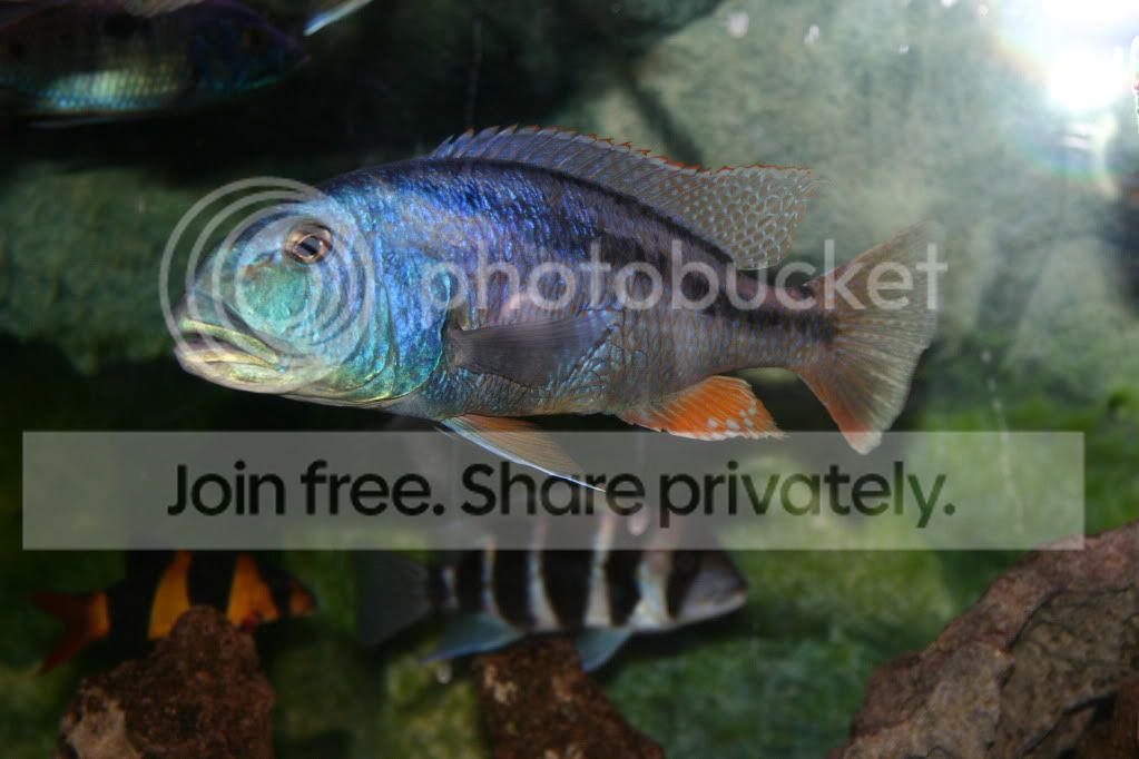 Who has the largest Malawi cichlid? | Cichlid Fish Forum