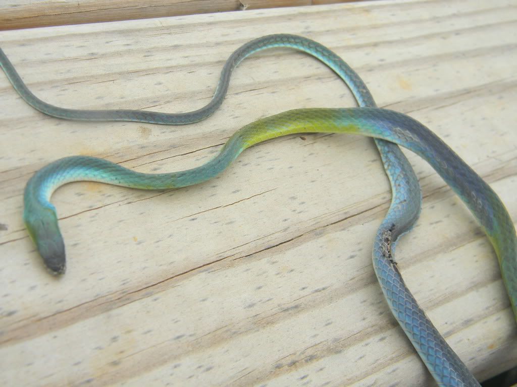 Snake ID, Small Teal Colored : r/snakes