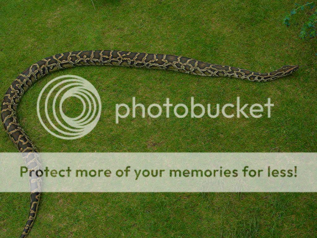 burmese python size | Page 3 | Reptile Forums