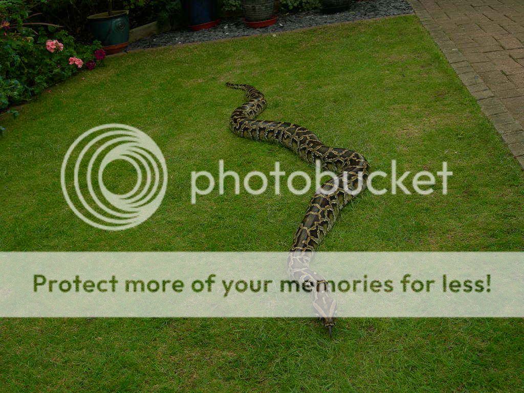 burmese python size | Page 3 | Reptile Forums