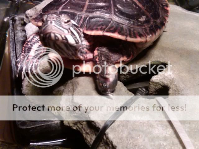 Swollen front leg - EMERGENCY CARE - Turtle Forum