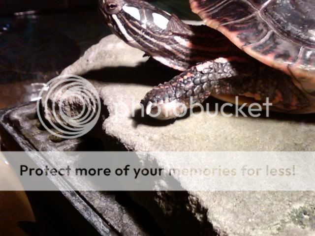 Swollen front leg - EMERGENCY CARE - Turtle Forum