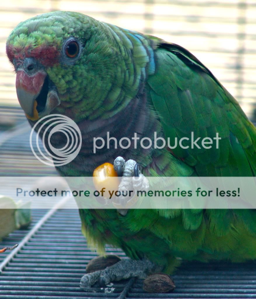 More Vinaceous Amazon pics from today | Avian Avenue Parrot Forum