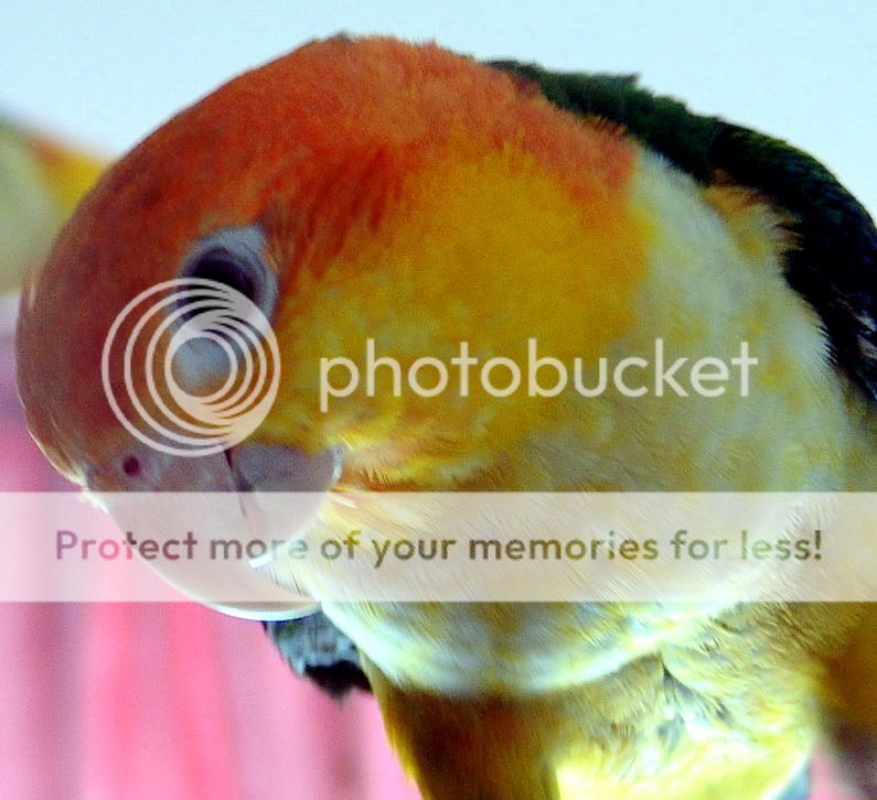 Caiques | The Cozy Nestbox