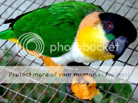 Loquats good? | Avian Avenue Parrot Forum