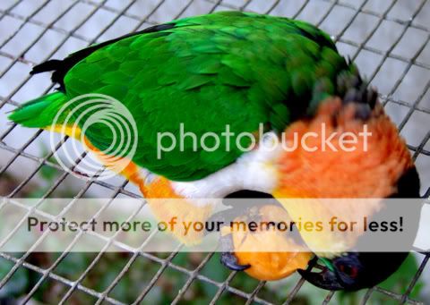 Loquats good? | Avian Avenue Parrot Forum