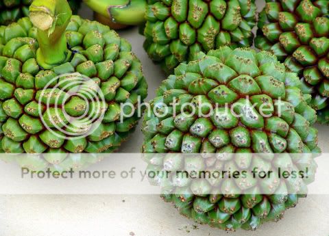 Pandanus fruit | Avian Avenue Parrot Forum