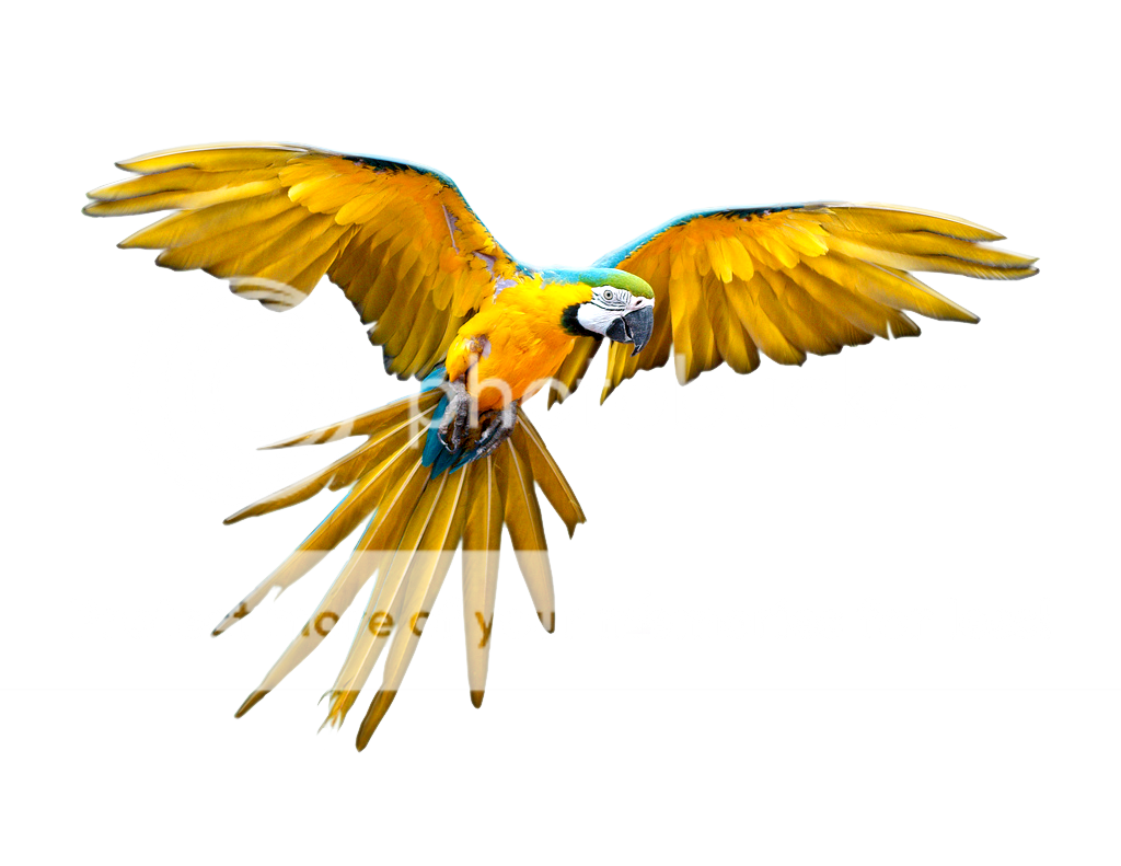 Macaw.png Photo by rmcake | Photobucket