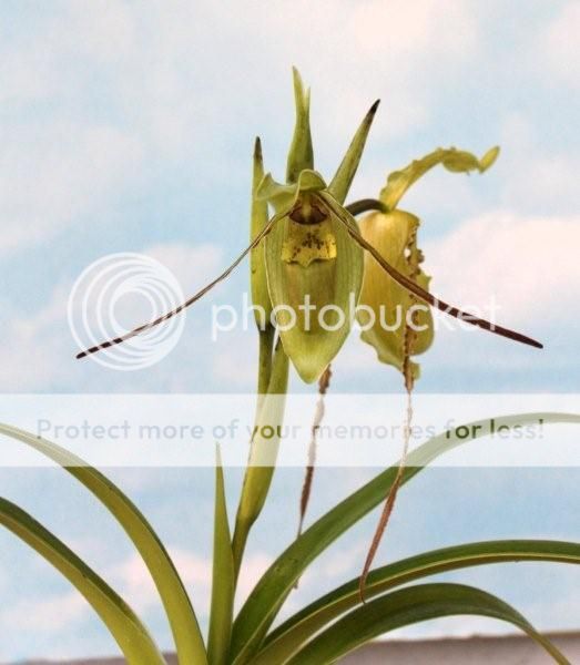 Phragmipedium Green Goblin | Slippertalk Orchid Forum