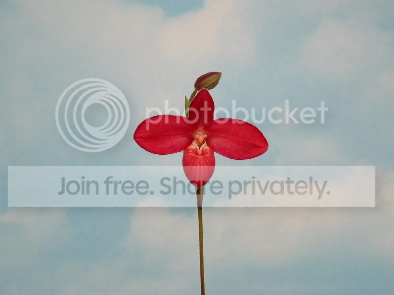Phragmipedium Jason Fischer | Slippertalk Orchid Forum