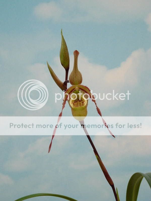 Phragmipedium Sparkling Shablis | Slippertalk Orchid Forum